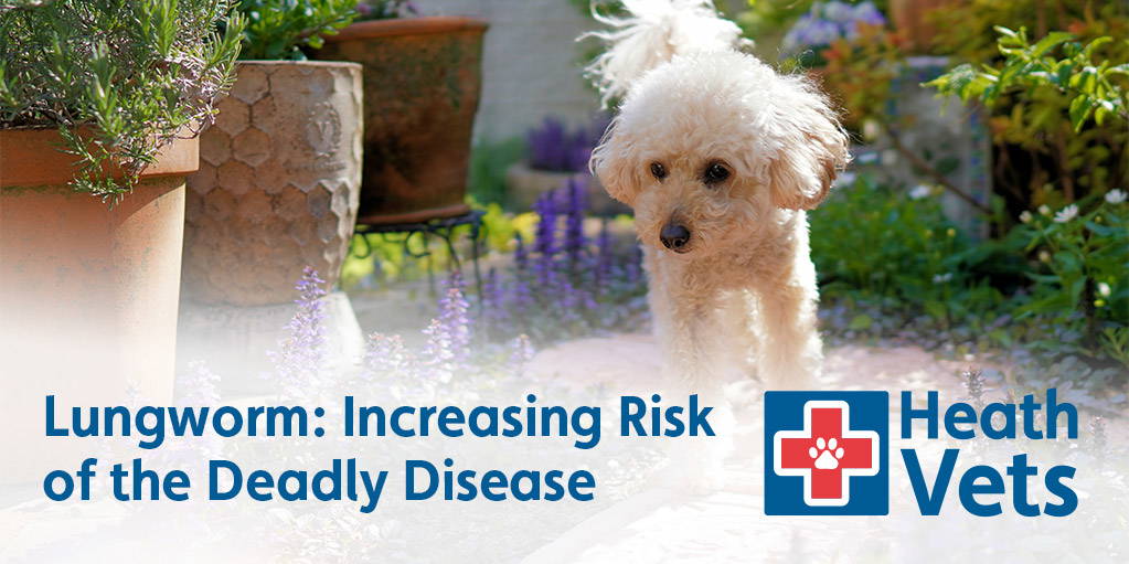Are Dogs Vaccinated Against Lungworm