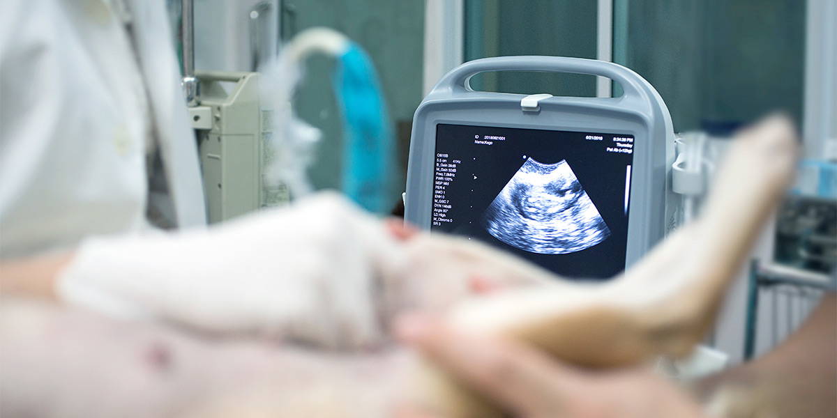 Helpful pet advice and news | Heath Vets in Burgess Hill