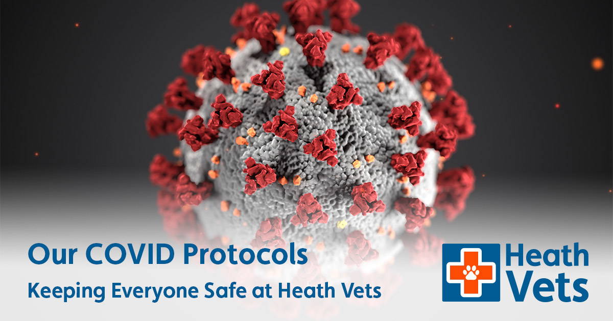 Our COVID Protocols | Keeping Everyone Safe at Heath Vets