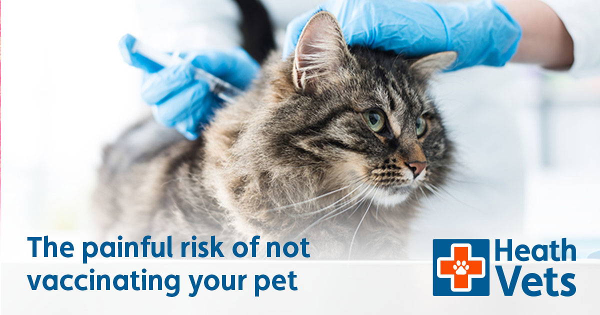 The painful risk of not vaccinating your pet | Heath Vets