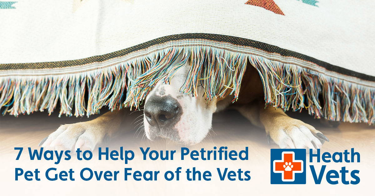 7 Ways to Help Your Petrified Pet Get Over Fear of the Vets
