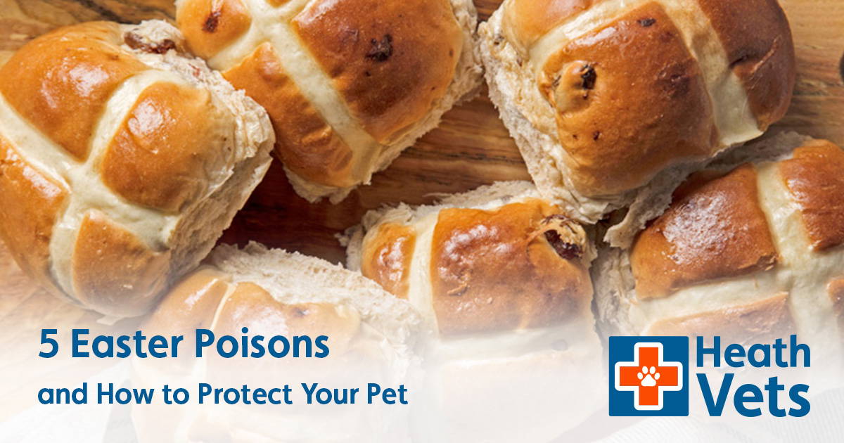 5 Easter Poisons and How to Protect Your Pet | Heath Vets