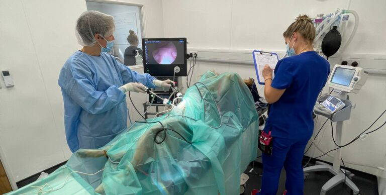 Laparoscopic Spay (Keyhole Surgery) for Pets in Burgess Hill