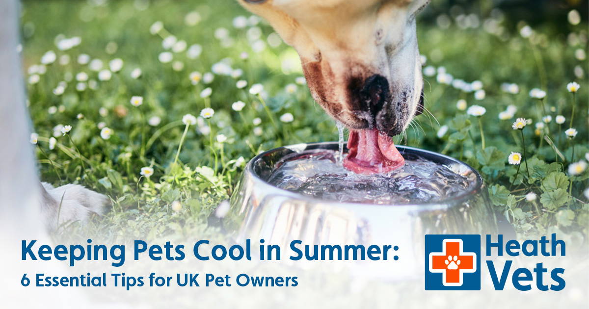 Keeping Pets Cool in Summer: 6 Essential Tips for UK Pet Owners
