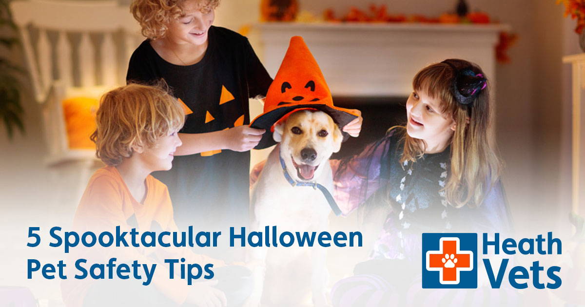 5 Spooktacular Halloween Pet Safety Tips - Heath Vets