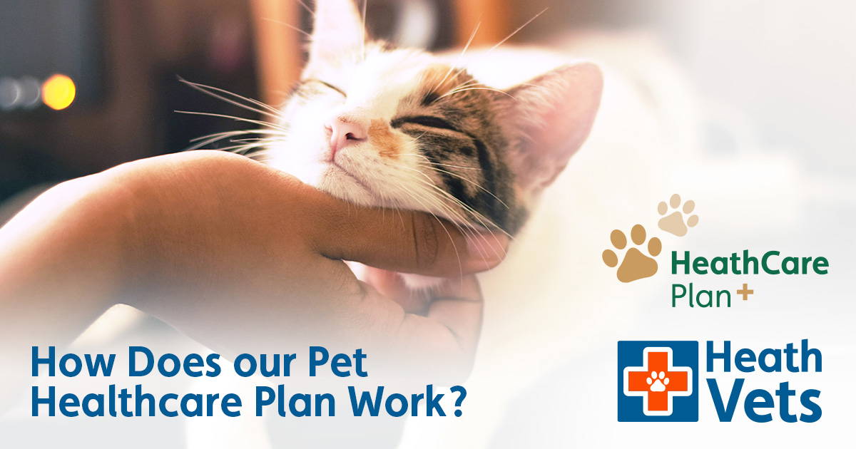 How Does our Pet HeathCare Plan+ Work? A Simple Guide for UK Pet Owners