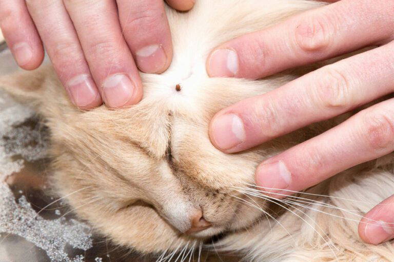 How Can You Tell If Your Pet Has Fleas or Ticks? - Heath Vets