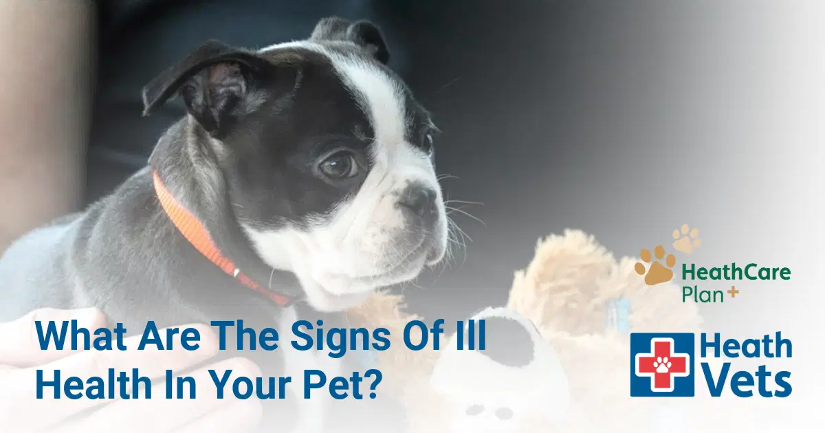 What Are the Signs of Ill Health in Your Pet? | Heath Vets