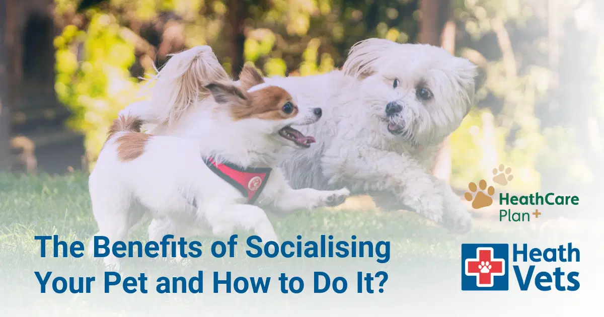 The Benefits of Socialising Your Pet | Expert Tips From Heath Vets